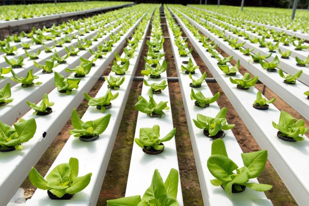 Hydroponic Farming: The Future Of Crop Cultivation