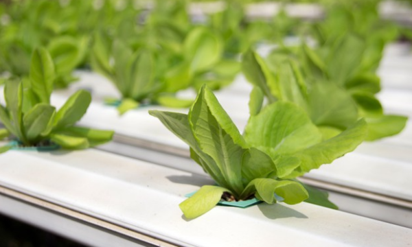 Soil Less Farming 14 Benefits Than Conventional Farming