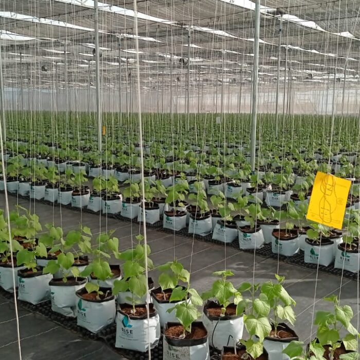 1 Acre Soilless Hydroponics Farm, Samba - Rise Hydroponics